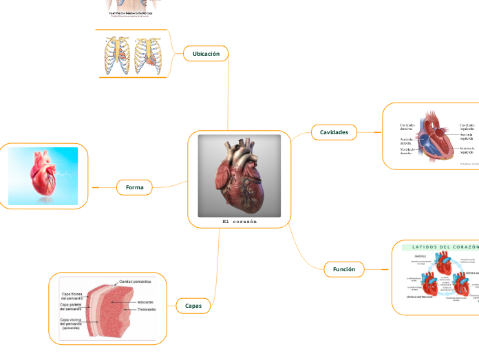 El corazón - Mind Map